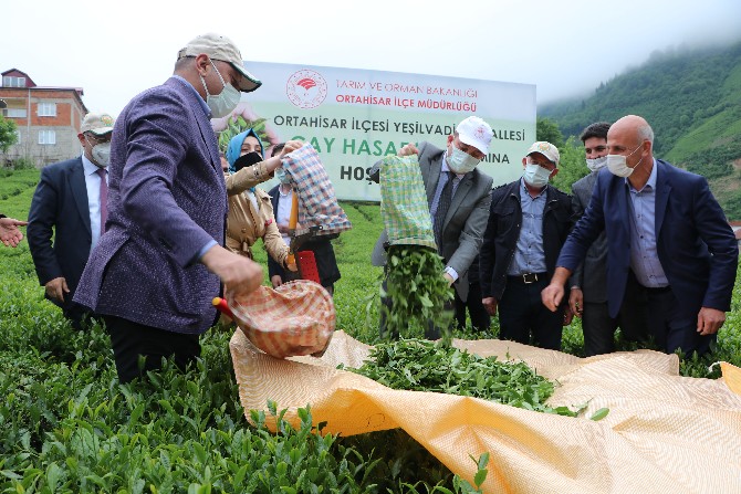 Ortahisar'da çay hasadı törenle başladı